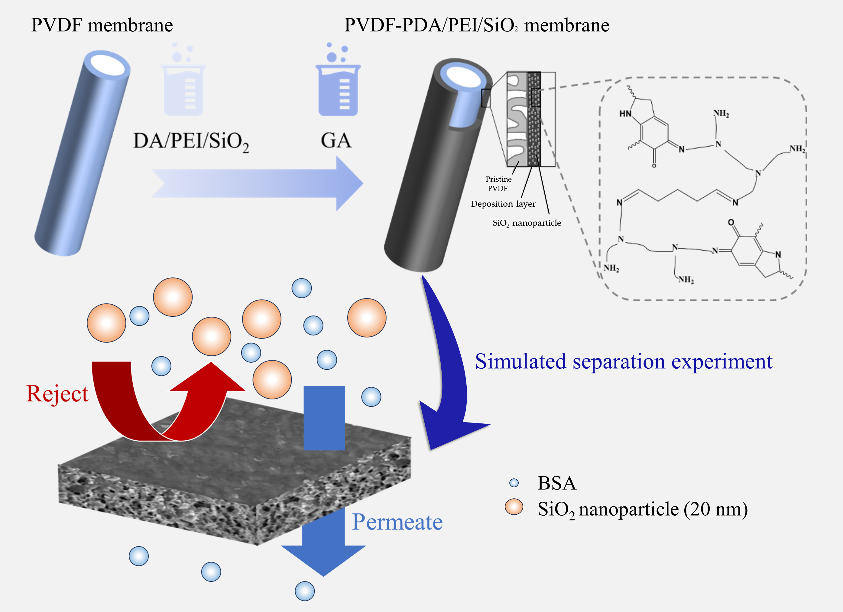 RIE工程前沿2024年度杰出科学家奖 | 清华大学林亚凯副研究员：共沉积-交联法制备PVDF-PDA/PEI/SiO2中空纤维复合超滤膜 ...